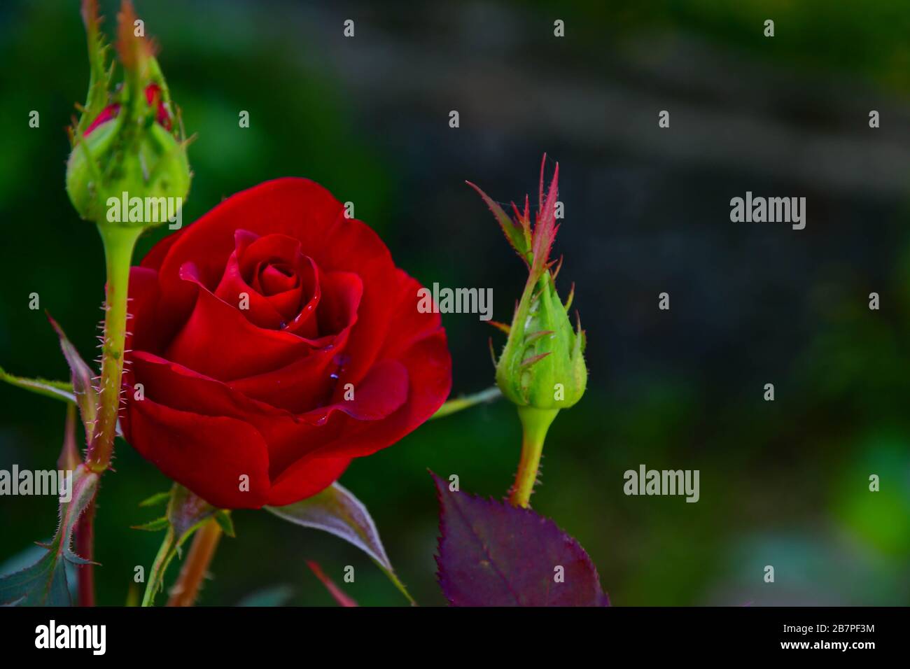 Beautiful blooming red rose. Close-up on the blurred dark background ...