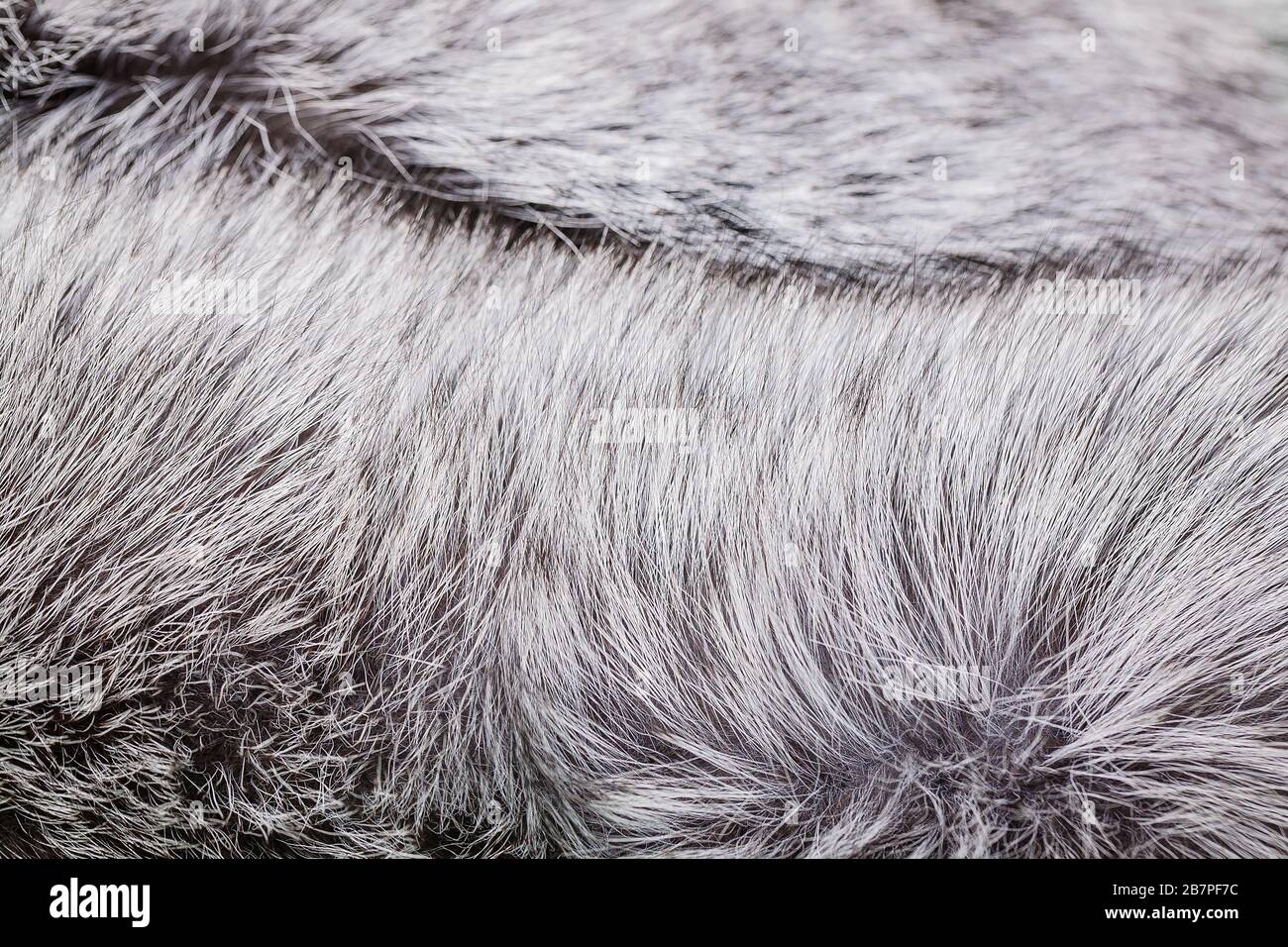 Silver fox fur coat hi-res stock photography and images - Alamy