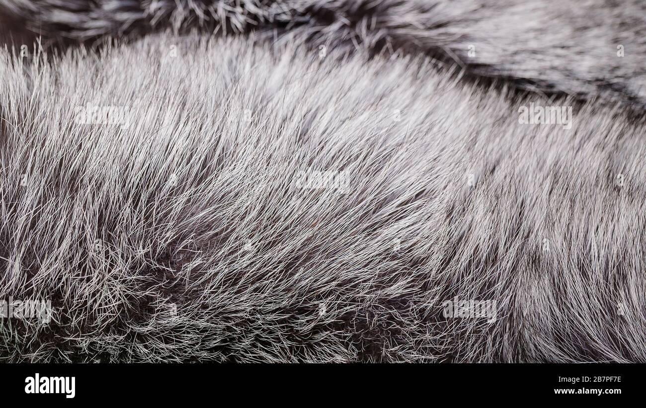 Silver fox fur coat hi-res stock photography and images - Alamy