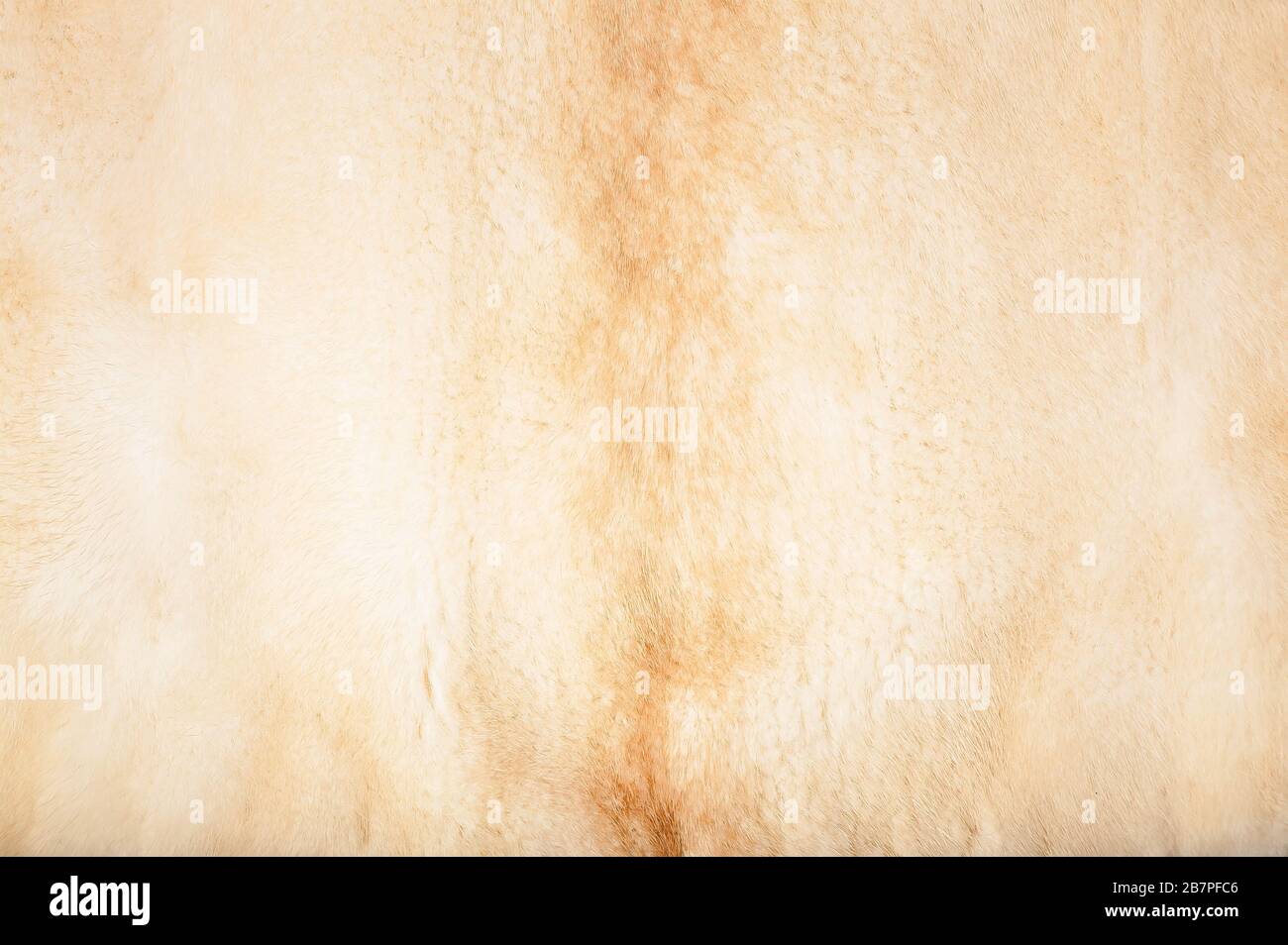 Wildlife texture hi-res stock photography and images - Alamy