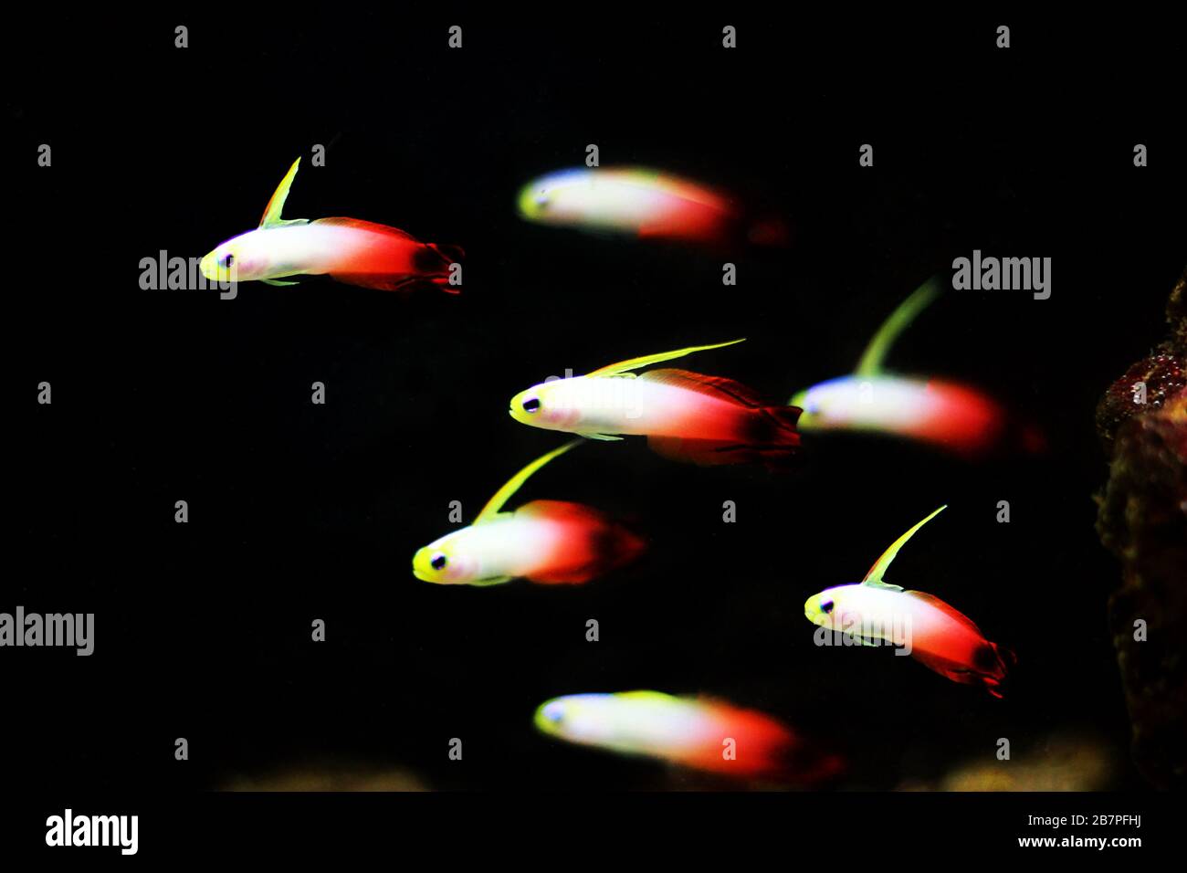 Red fire goby fish - Nemateleotris magnifica Stock Photo - Alamy