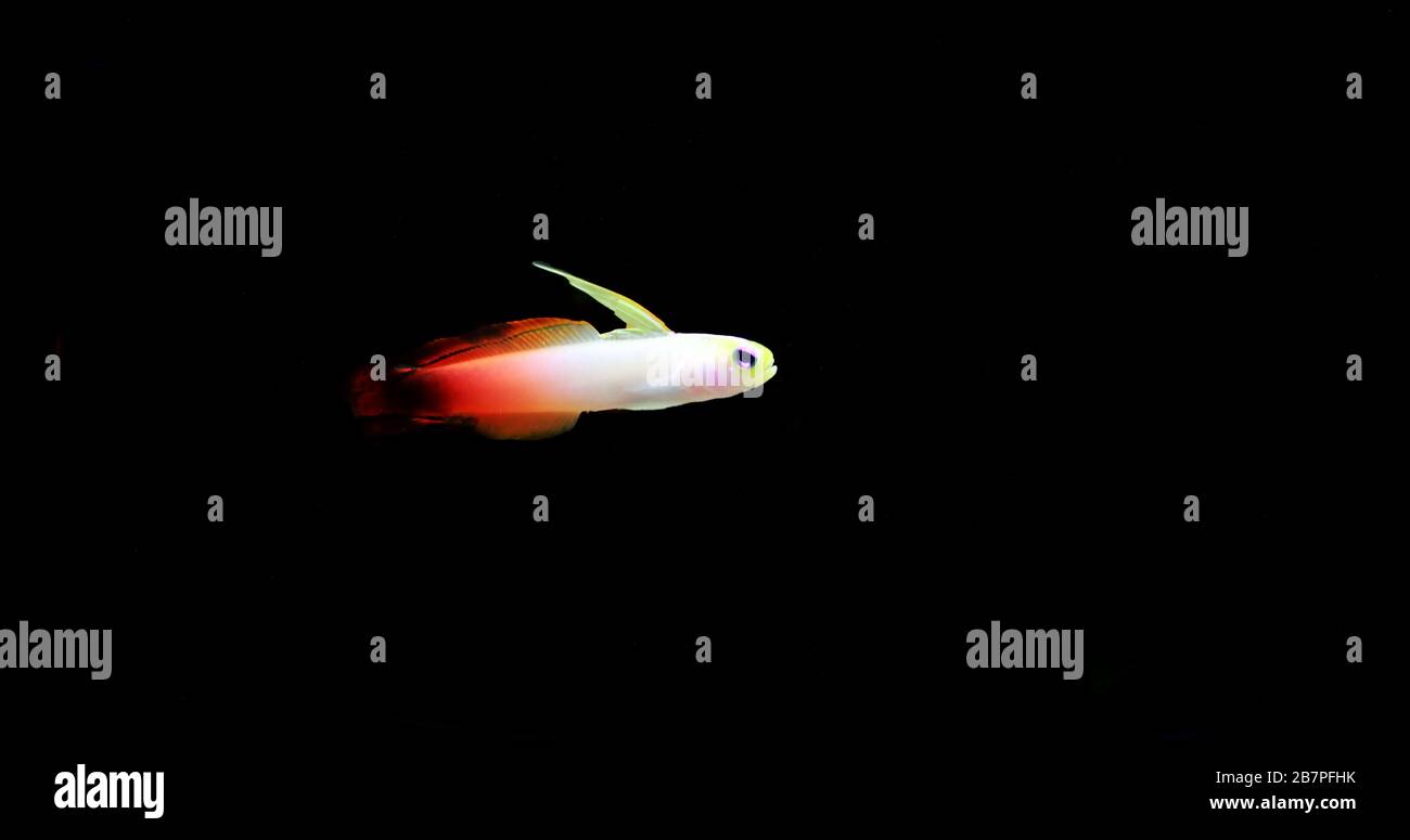 Firefish goby hi-res stock photography and images - Alamy