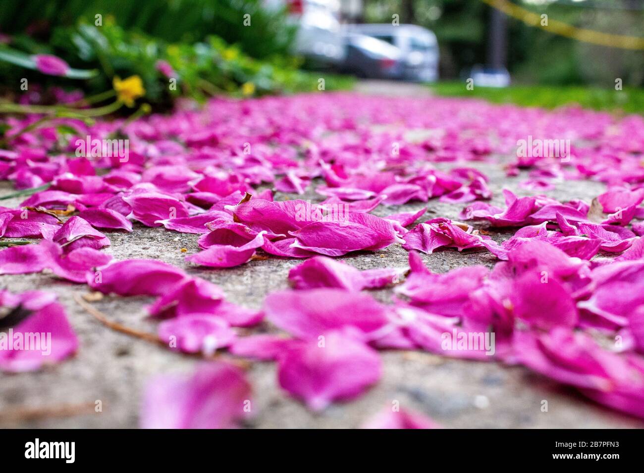 Pink flower petals scattered on a paved path Stock Photo - Alamy