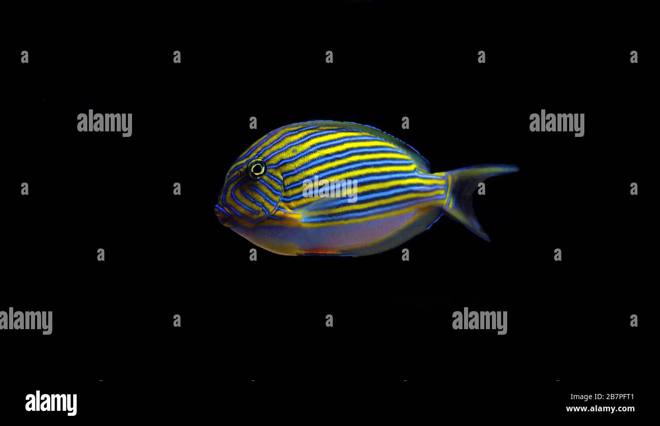 Clown surgeonfish acanthurus lineatus hi-res stock photography and ...