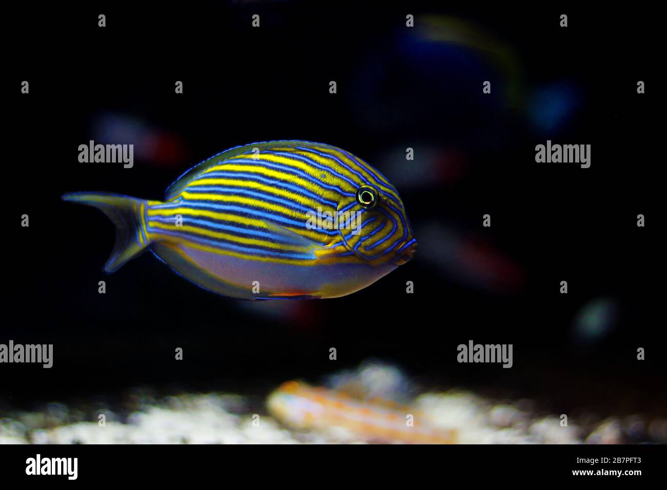 Acanthurus species hi-res stock photography and images - Alamy