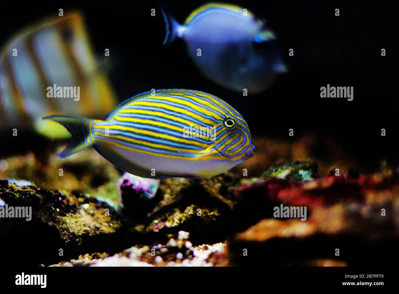 Blue banded surgeonfish - Acanthurus lineatus Stock Photo - Alamy