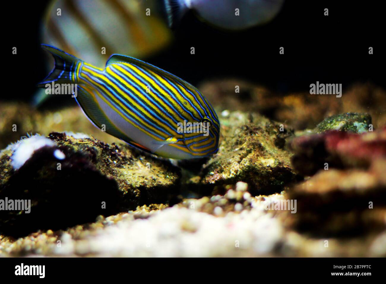 Striped fin surgeonfish hi-res stock photography and images - Alamy