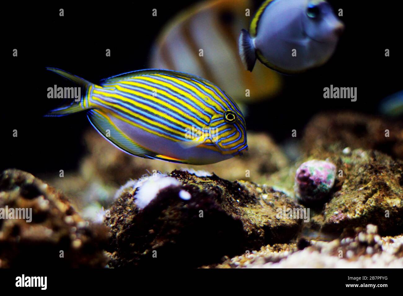 Blue banded surgeonfish - Acanthurus lineatus Stock Photo - Alamy