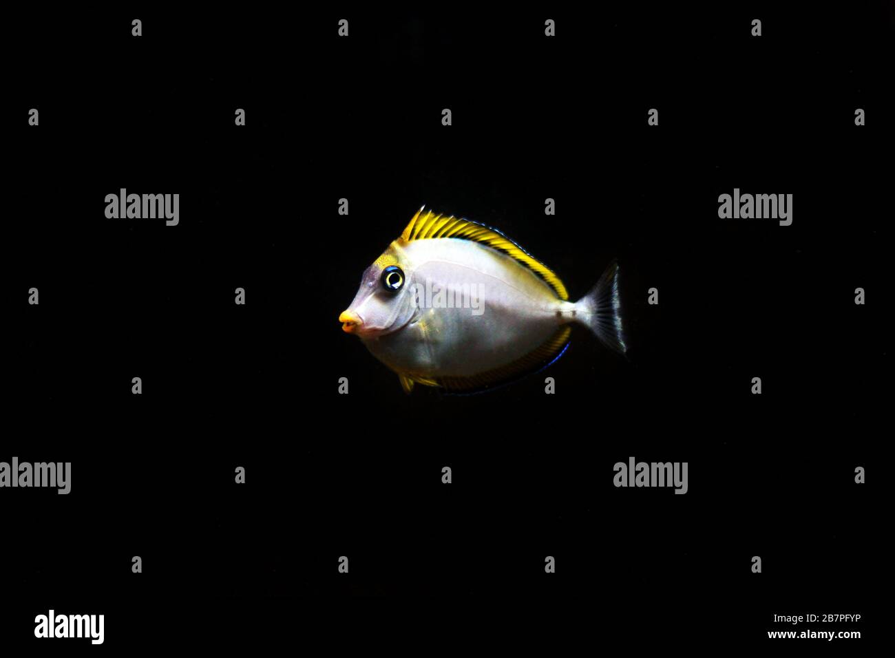 Pacific orange-spine unicornfish - Naso lituratus Stock Photo - Alamy