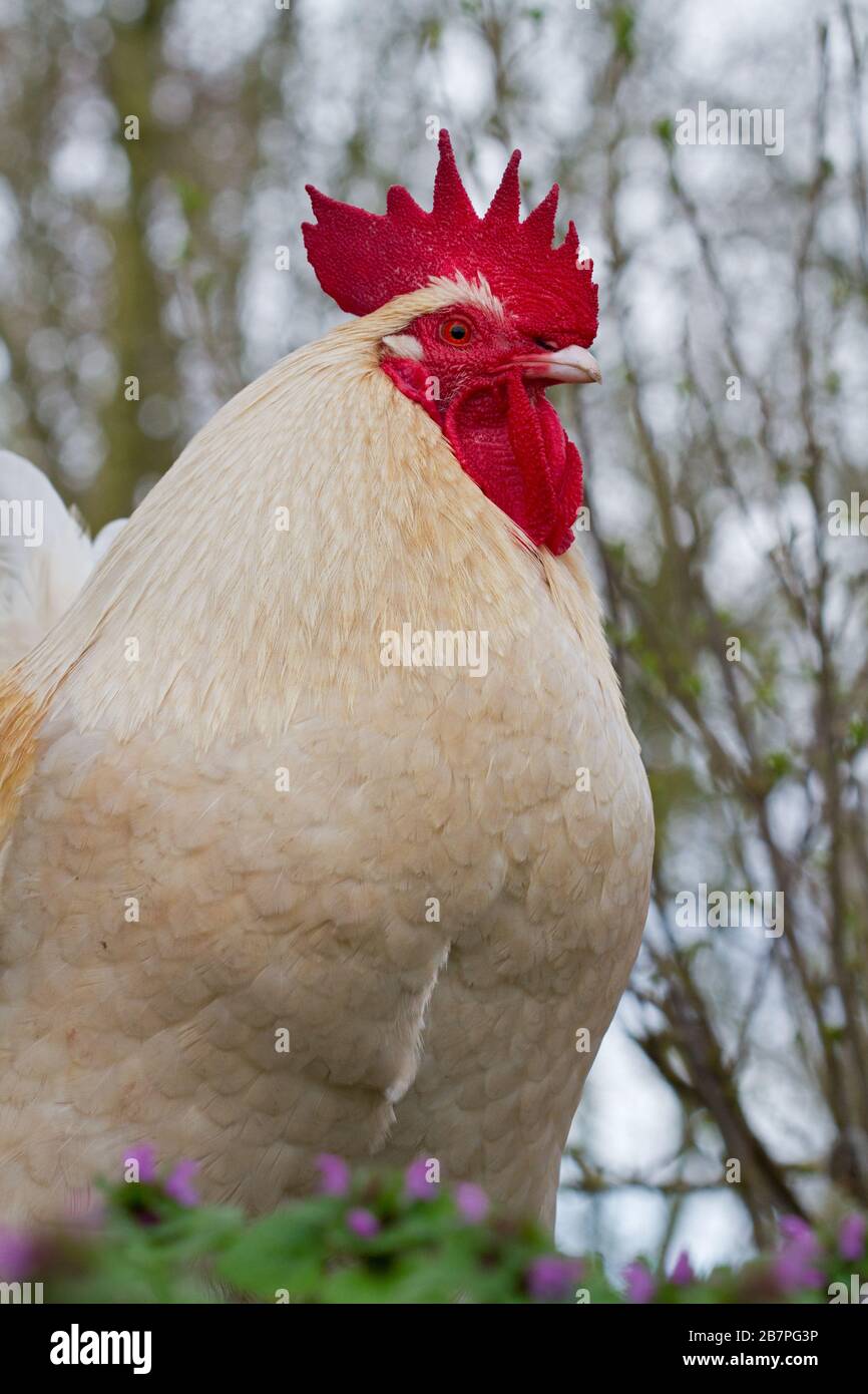 Portrait of a white rooster with red comb, wattle and earlobe Stock ...