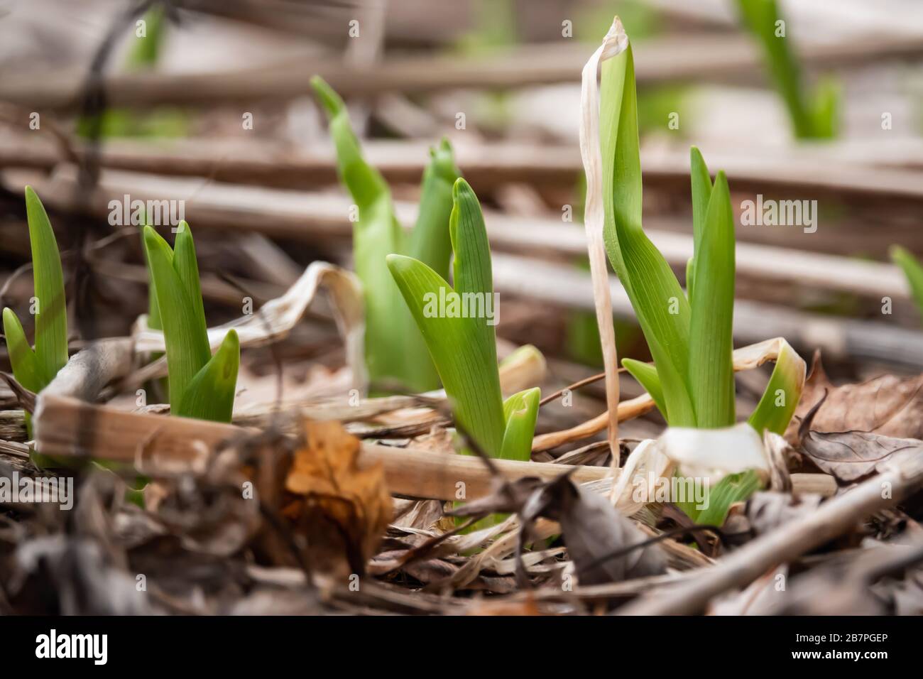 Daylily leaves hi-res stock photography and images - Alamy