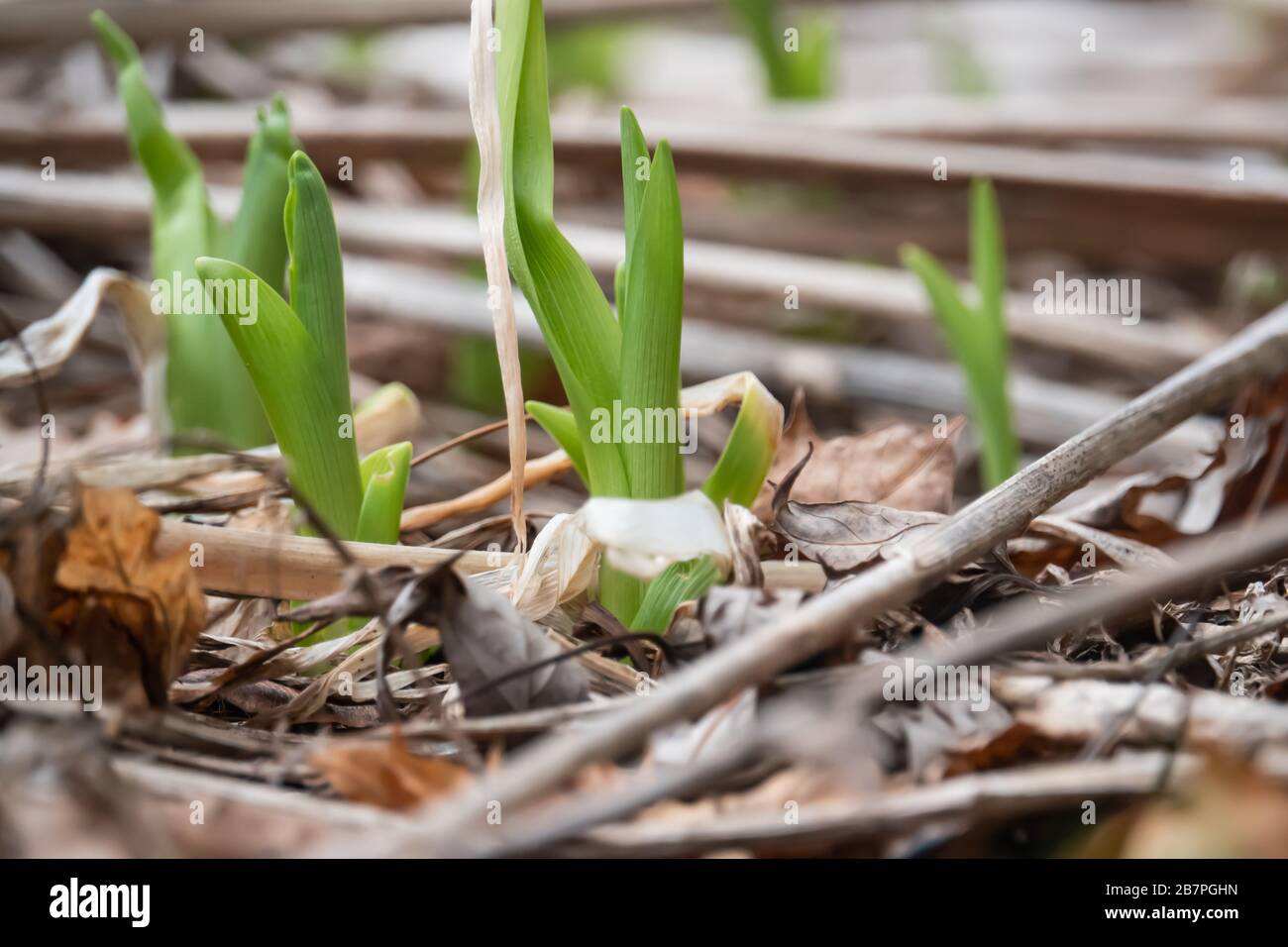 Daylily Leaves Sprouting in Winter Stock Photo - Alamy