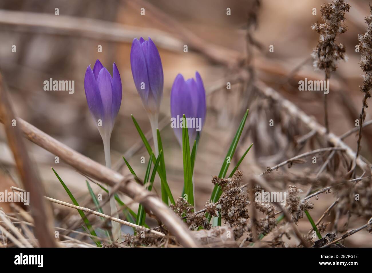 Sprouting crocus hi-res stock photography and images - Alamy
