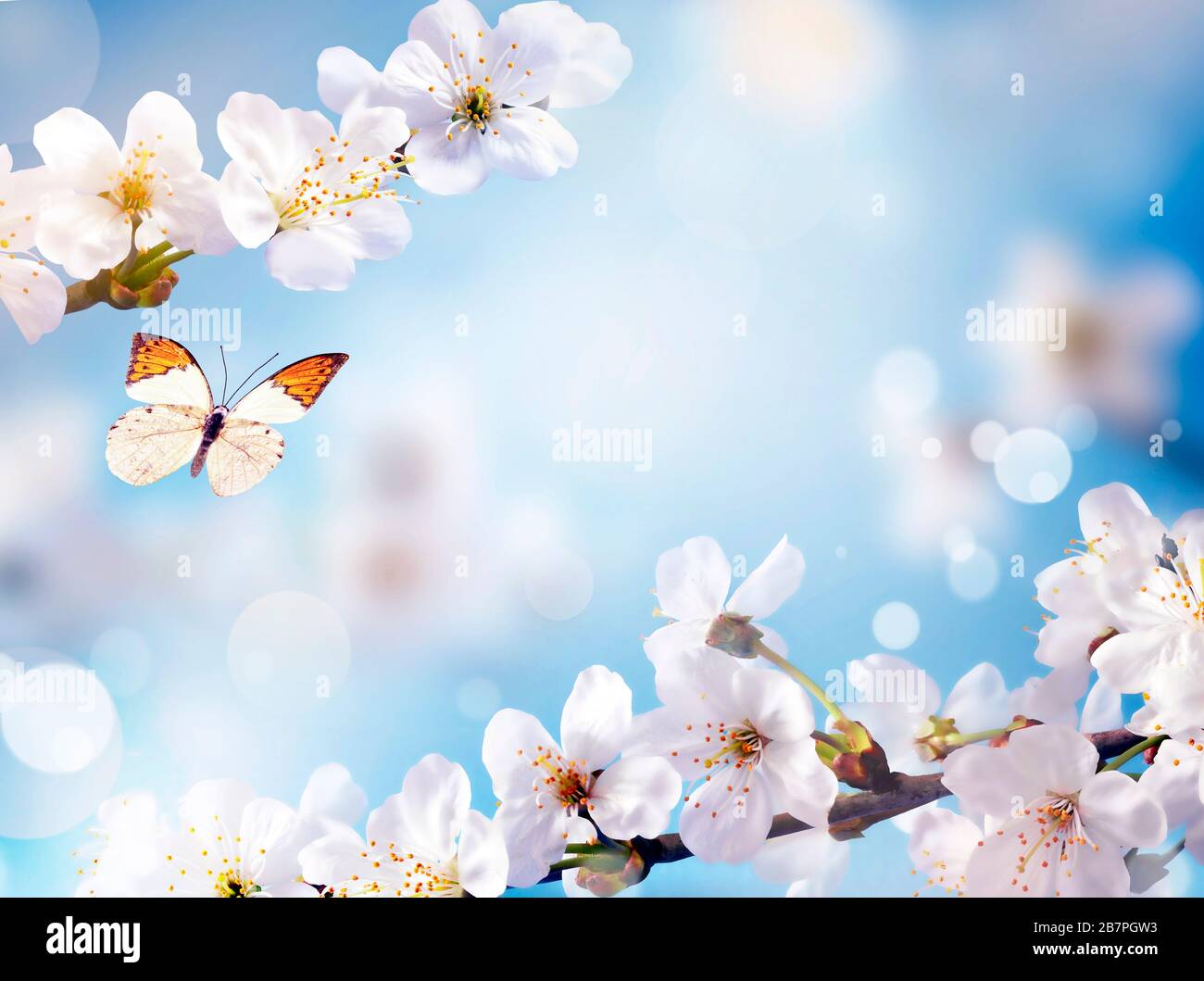 Spring Flowers And Butterflies
