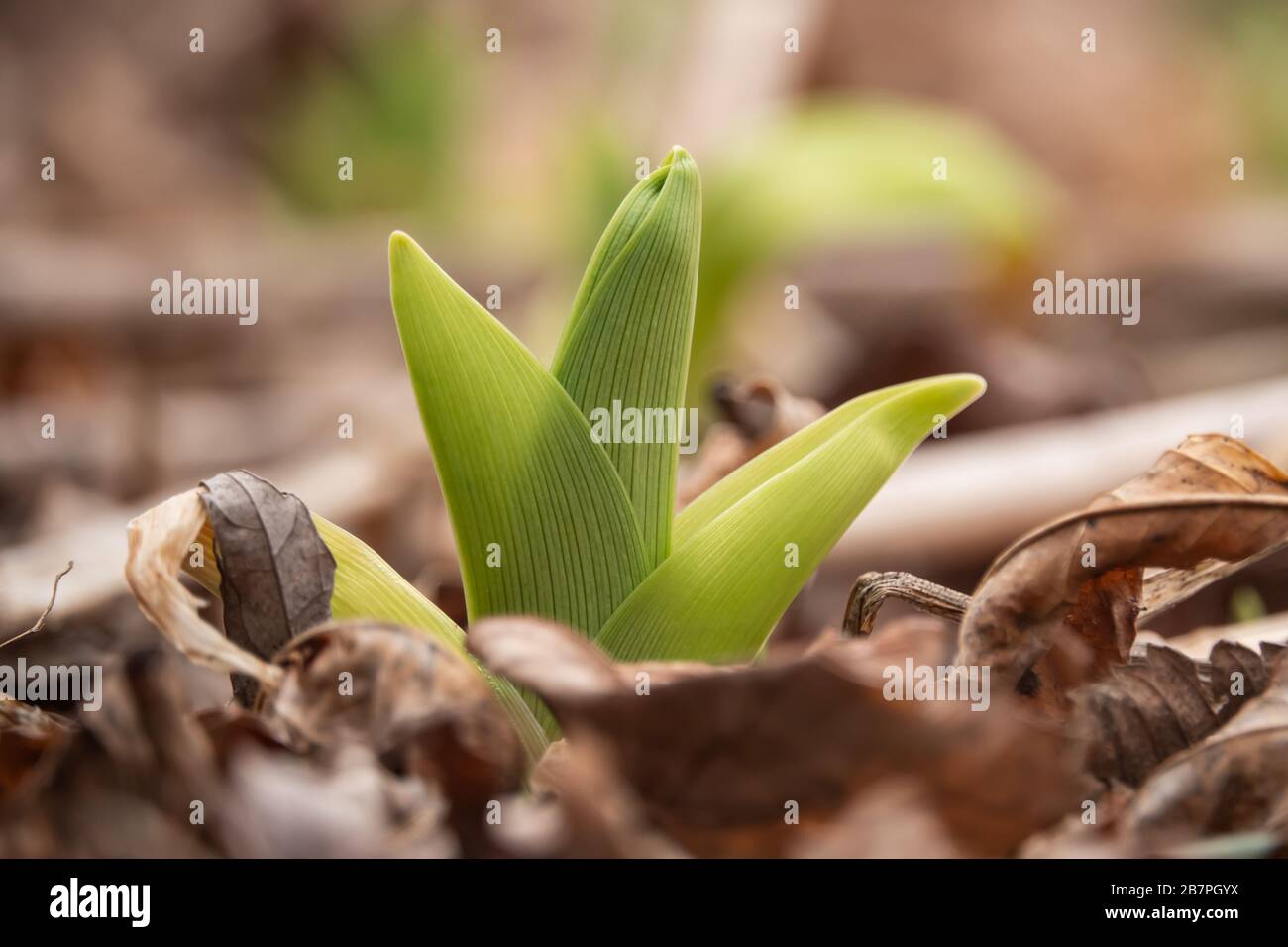 Daylily leaves hi-res stock photography and images - Alamy