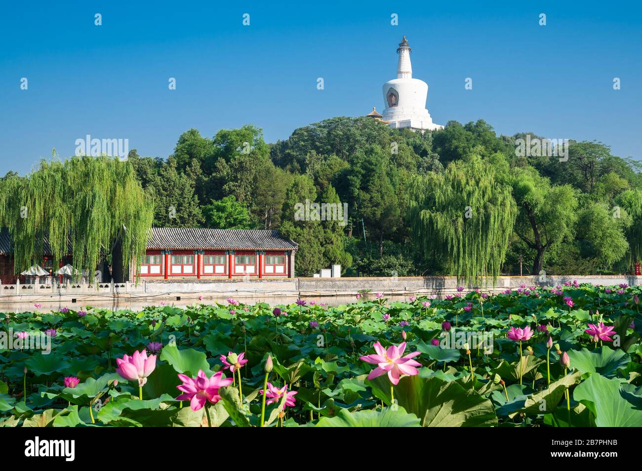 Park Beihai in Beijing , China, with white pagoda and blue sky. This is ...