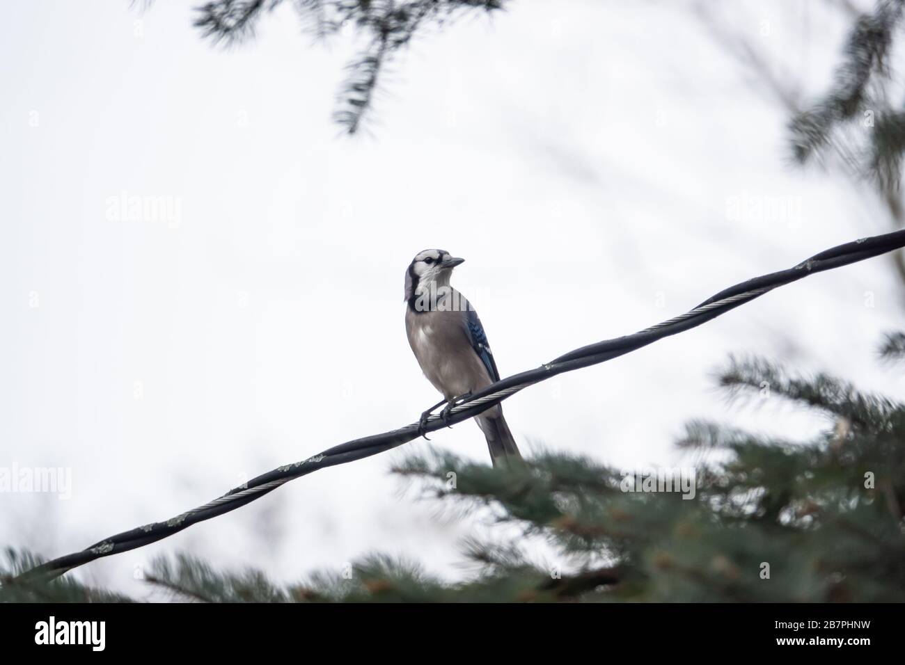Blue jay detail hi-res stock photography and images - Alamy