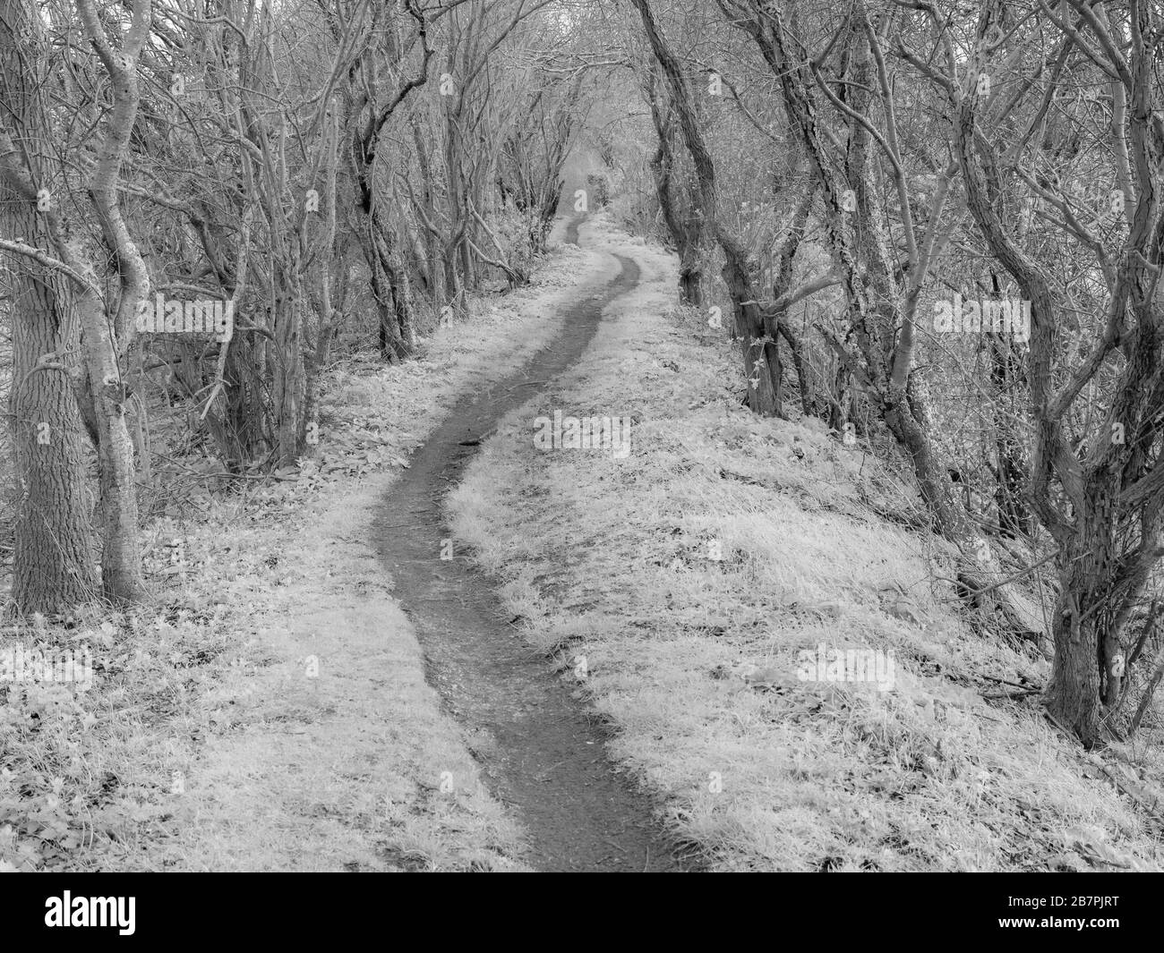 Black and White Ancient Earthworks, Landscape, Grims Ditch, Nettlebed ...