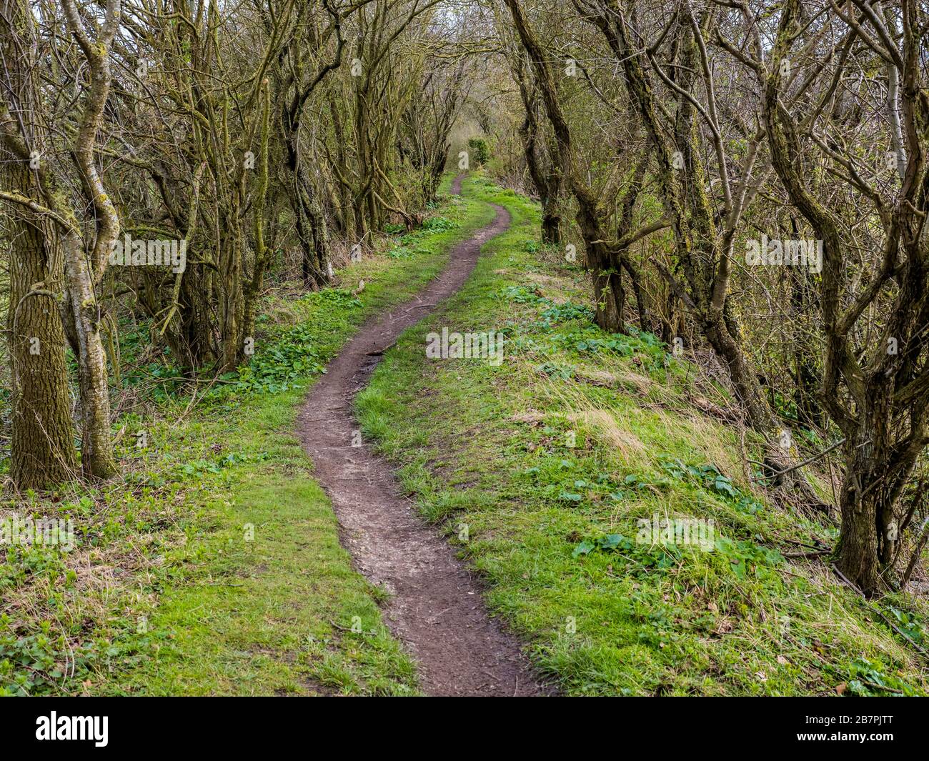 Mystic and Ancient Grim,s Ditch, 7000 year old path and earthworks ...