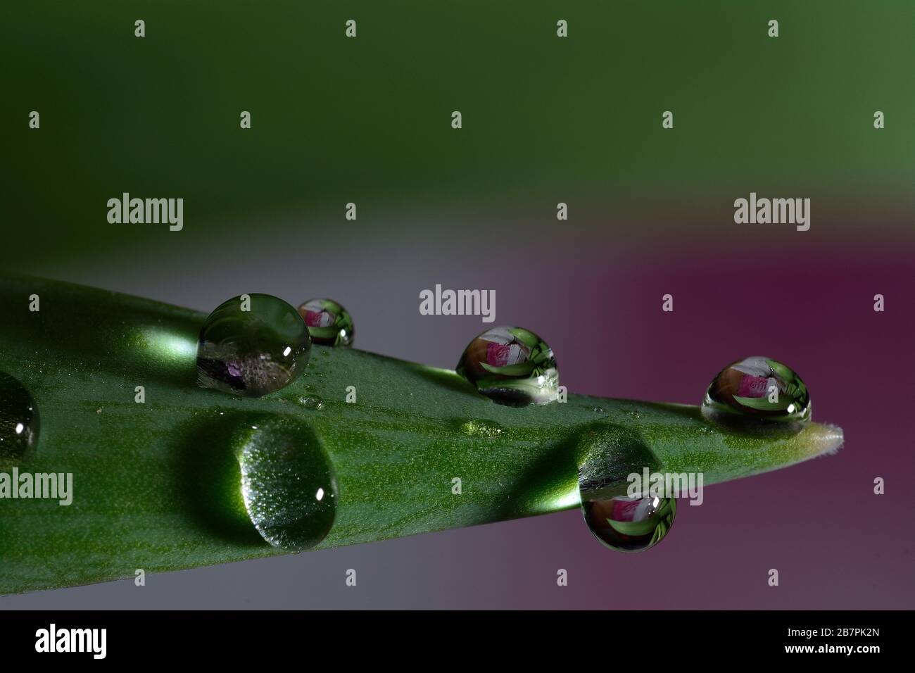 Reflection on the water droples macro photo Stock Photo - Alamy