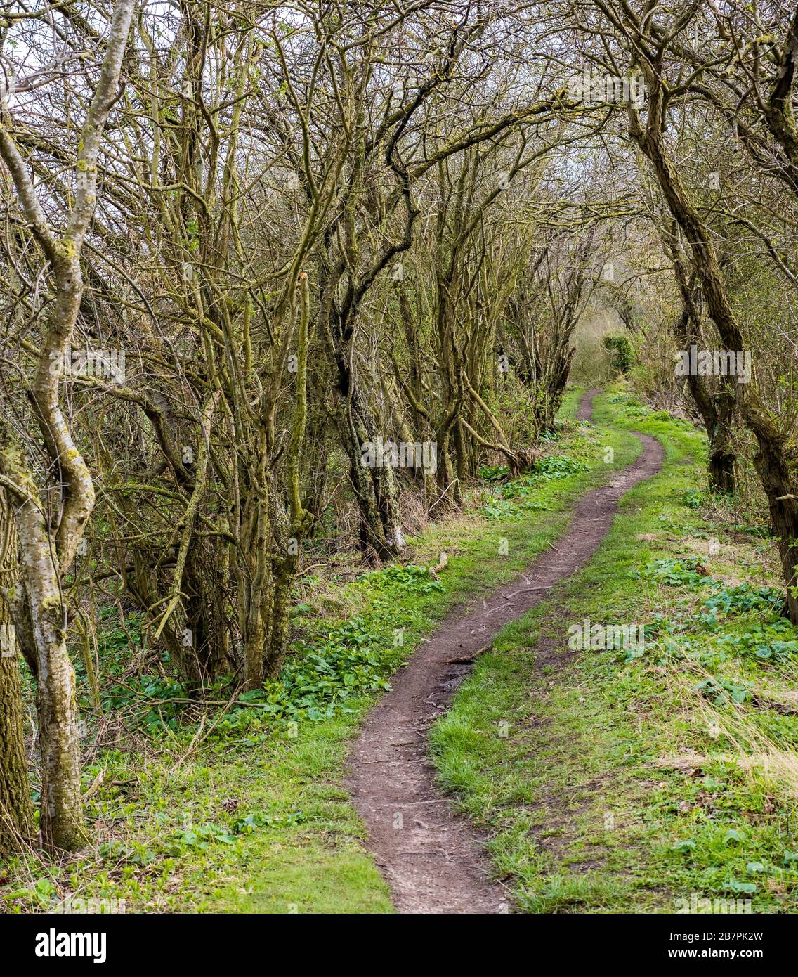 Mystic and Ancient Grim,s Ditch, 7000 year old path and earthworks ...