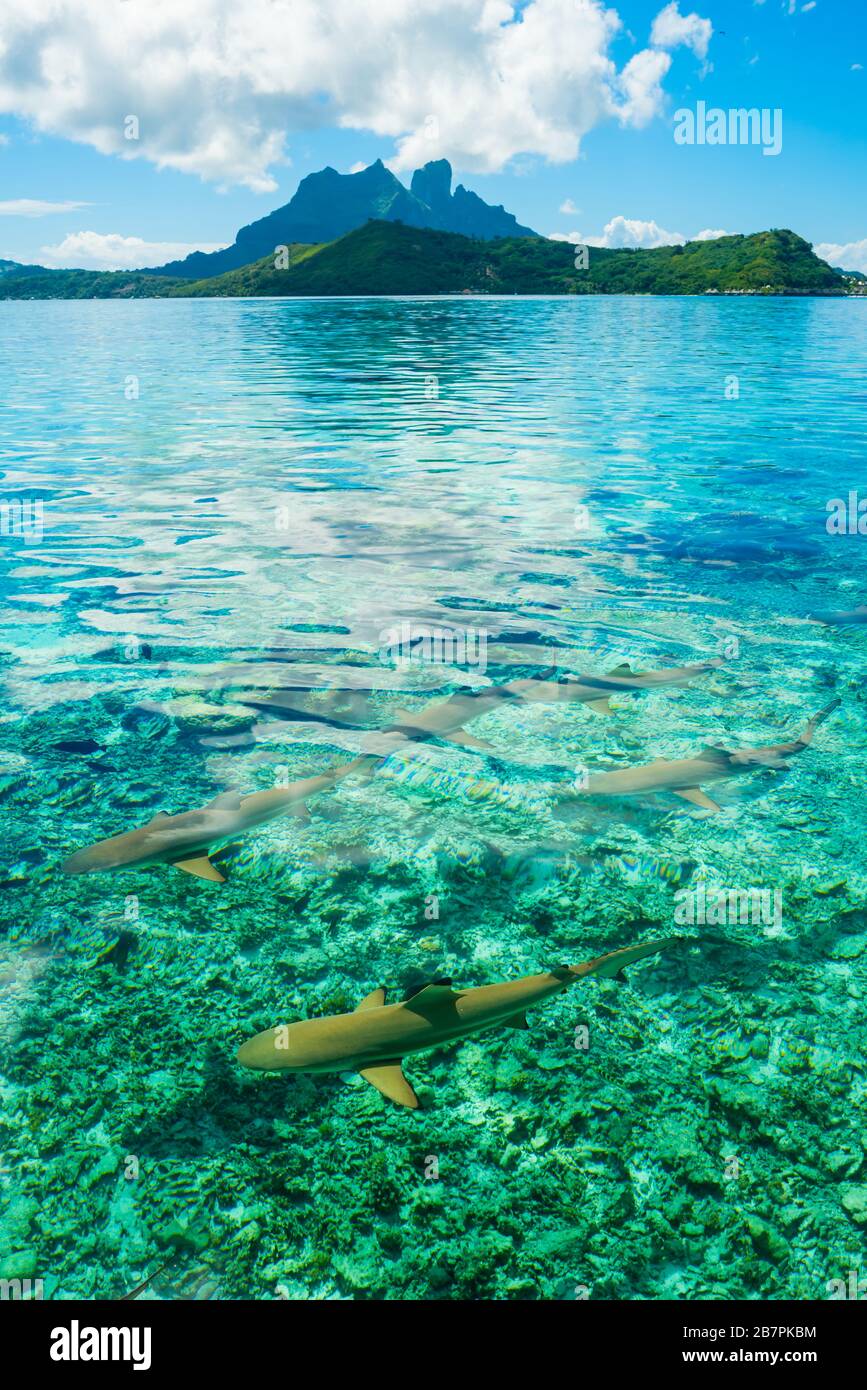 Bora bora fish view hi-res stock photography and images - Alamy