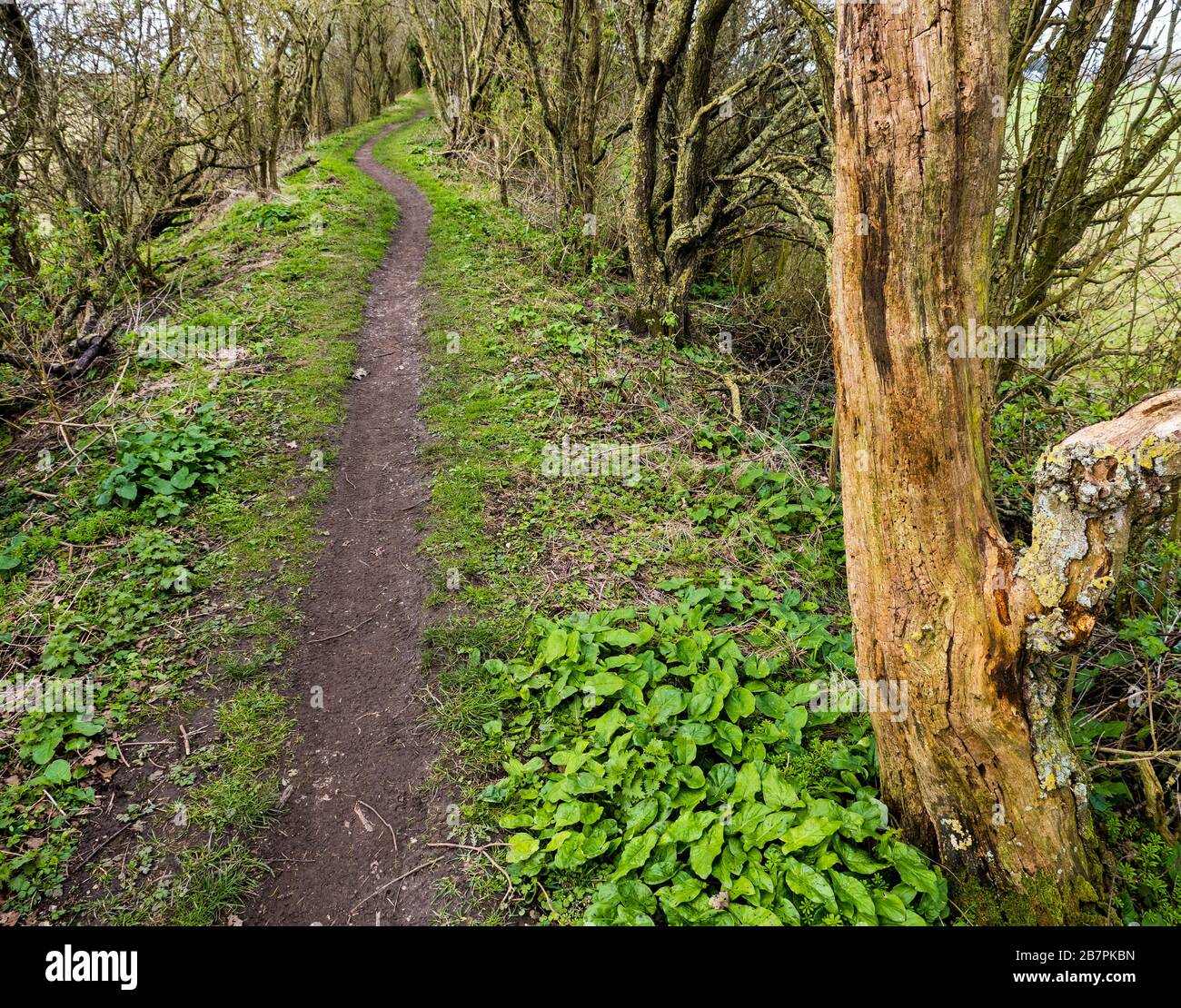 Mystic and Ancient Grim,s Ditch, 7000 year old path and earthworks ...