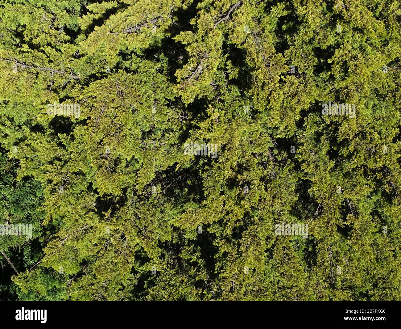 Overhead Grass Texture High Resolution Stock Photography and Images - Alamy