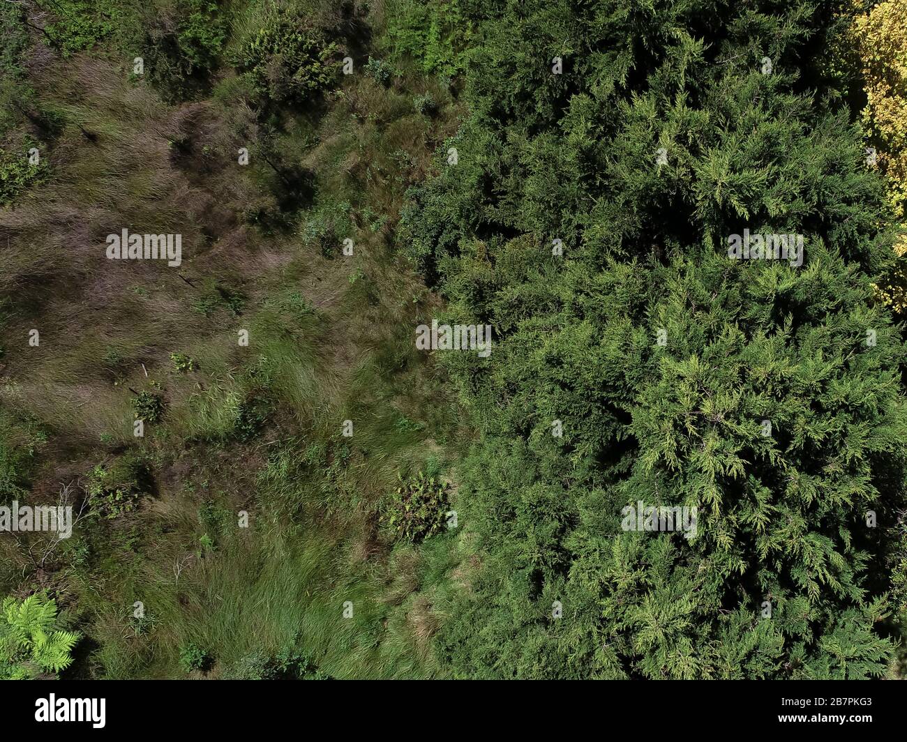 Overhead view of large a large green tree canopy Stock Photo - Alamy