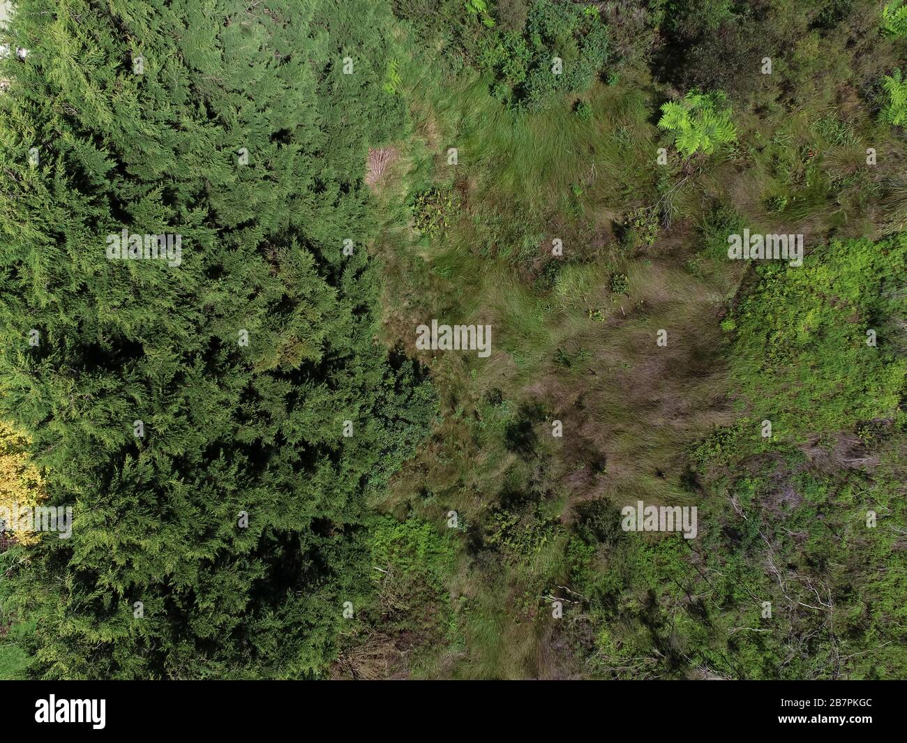 Overhead view of large a large green tree canopy Stock Photo - Alamy