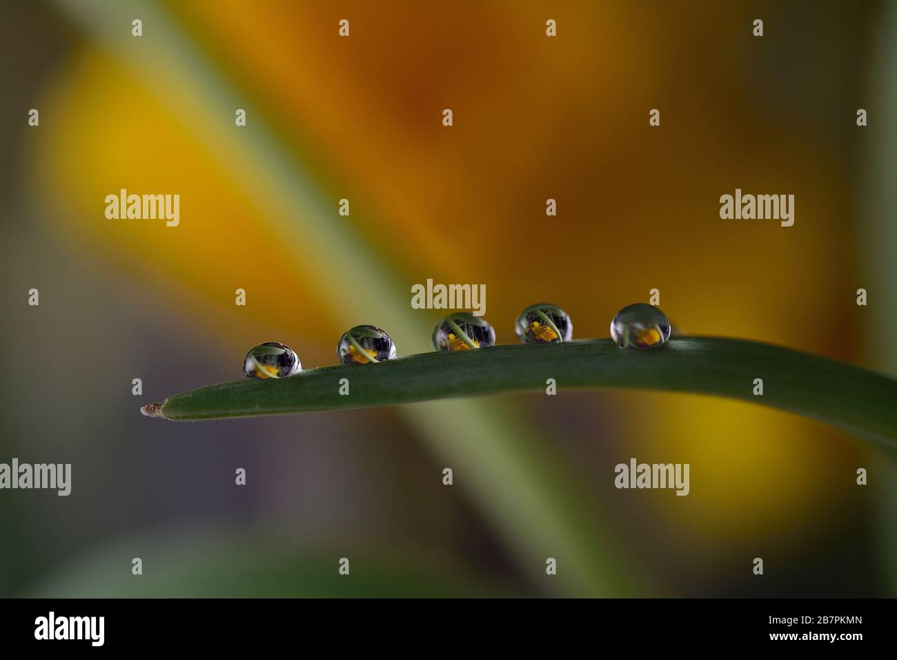 Water droples hi-res stock photography and images - Alamy
