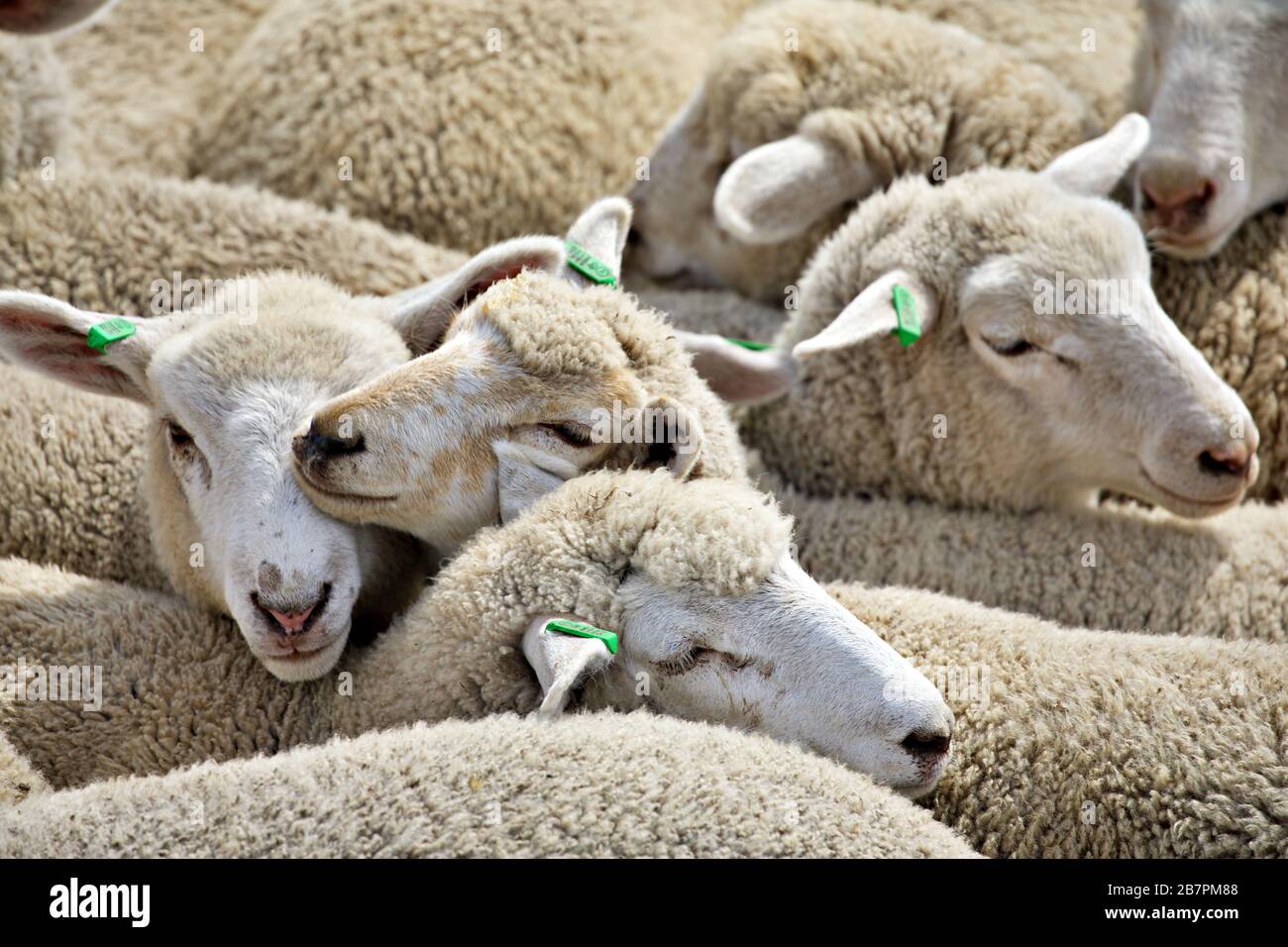 Animal transport hi-res stock photography and images - Alamy