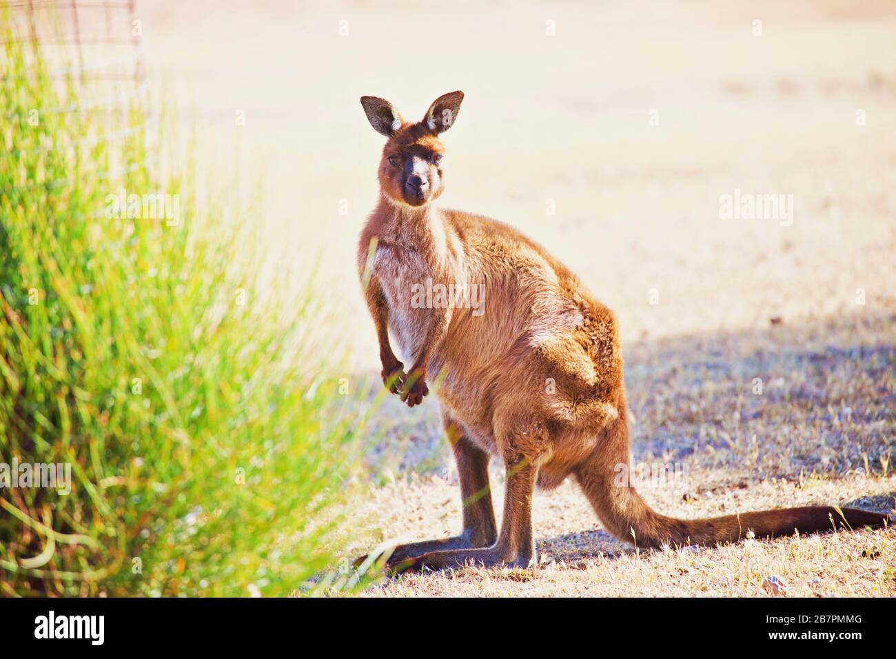 Kangaroo on Kangaroo Island Stock Photo - Alamy
