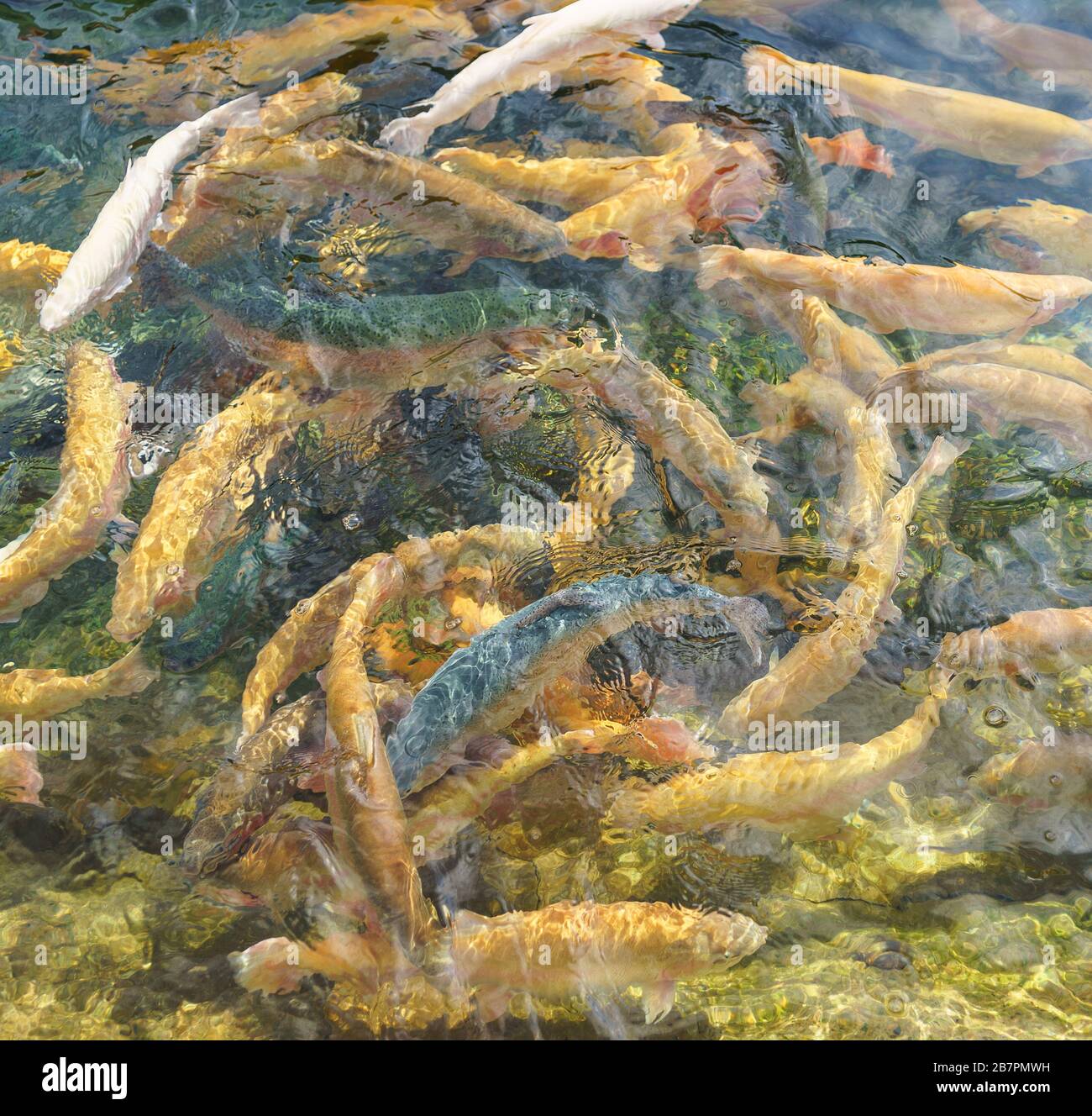 Mutant colorful specimen of rainbow trout splashing in the pond. White ...