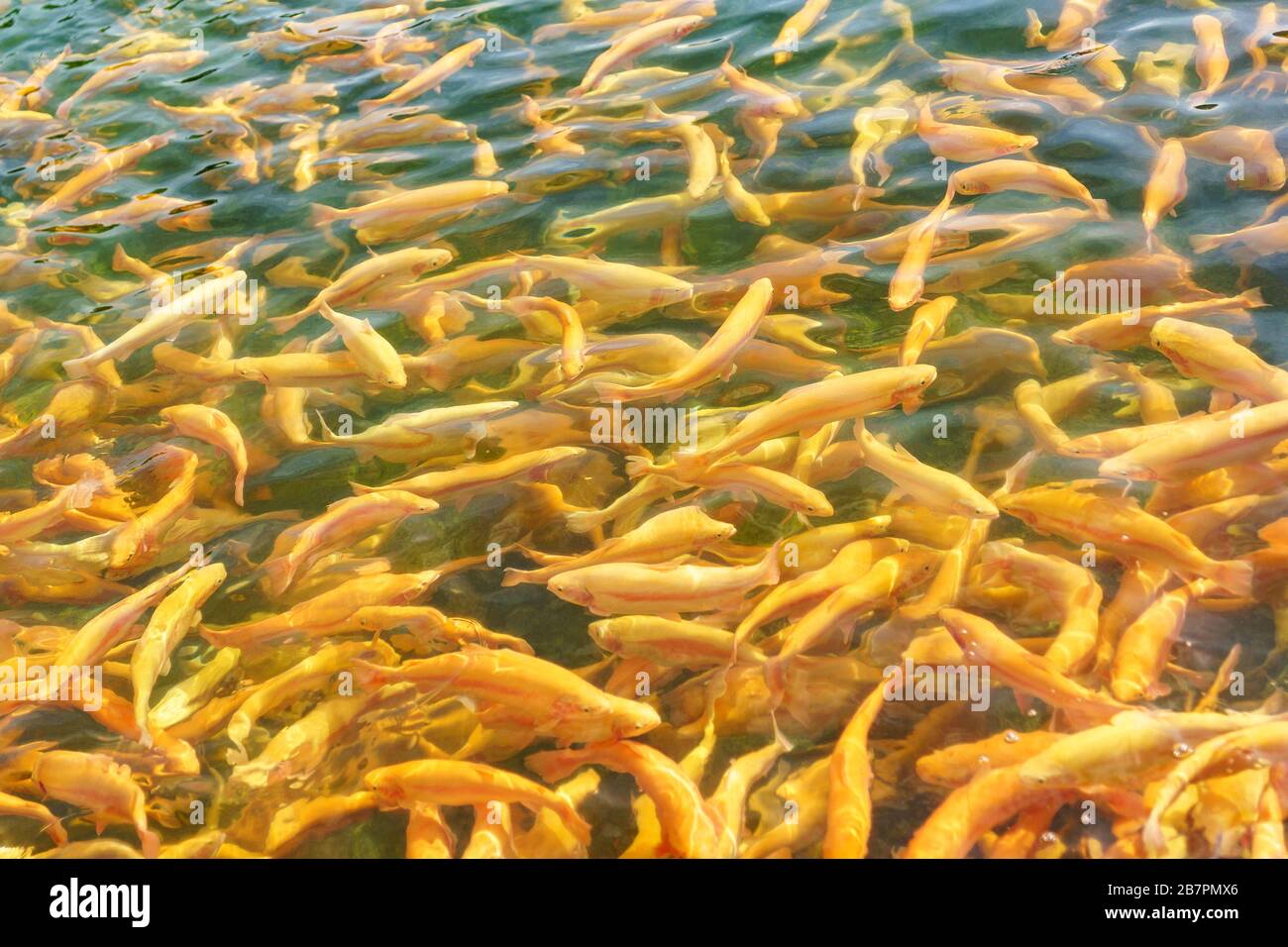 Rainbow trout breed Adler amber in the pond. Numerous Golden fish in ...