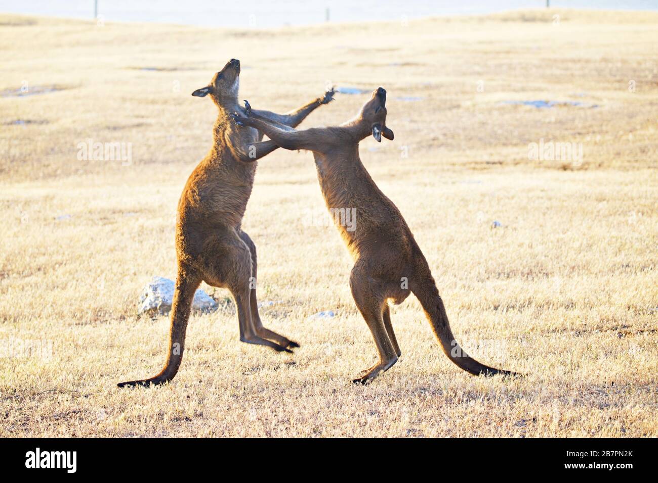 Kangaroo island animals hi-res stock photography and images - Alamy