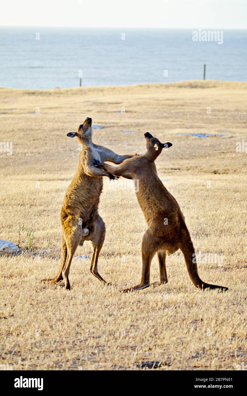 Kangaroos fighting hi-res stock photography and images - Alamy