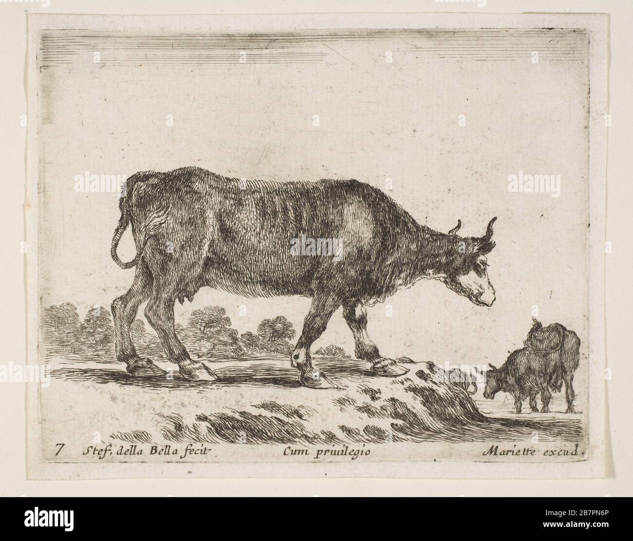 Plate 7: ox, from 'Various animals' (Diversi animali), ca. 1641 Stock ...
