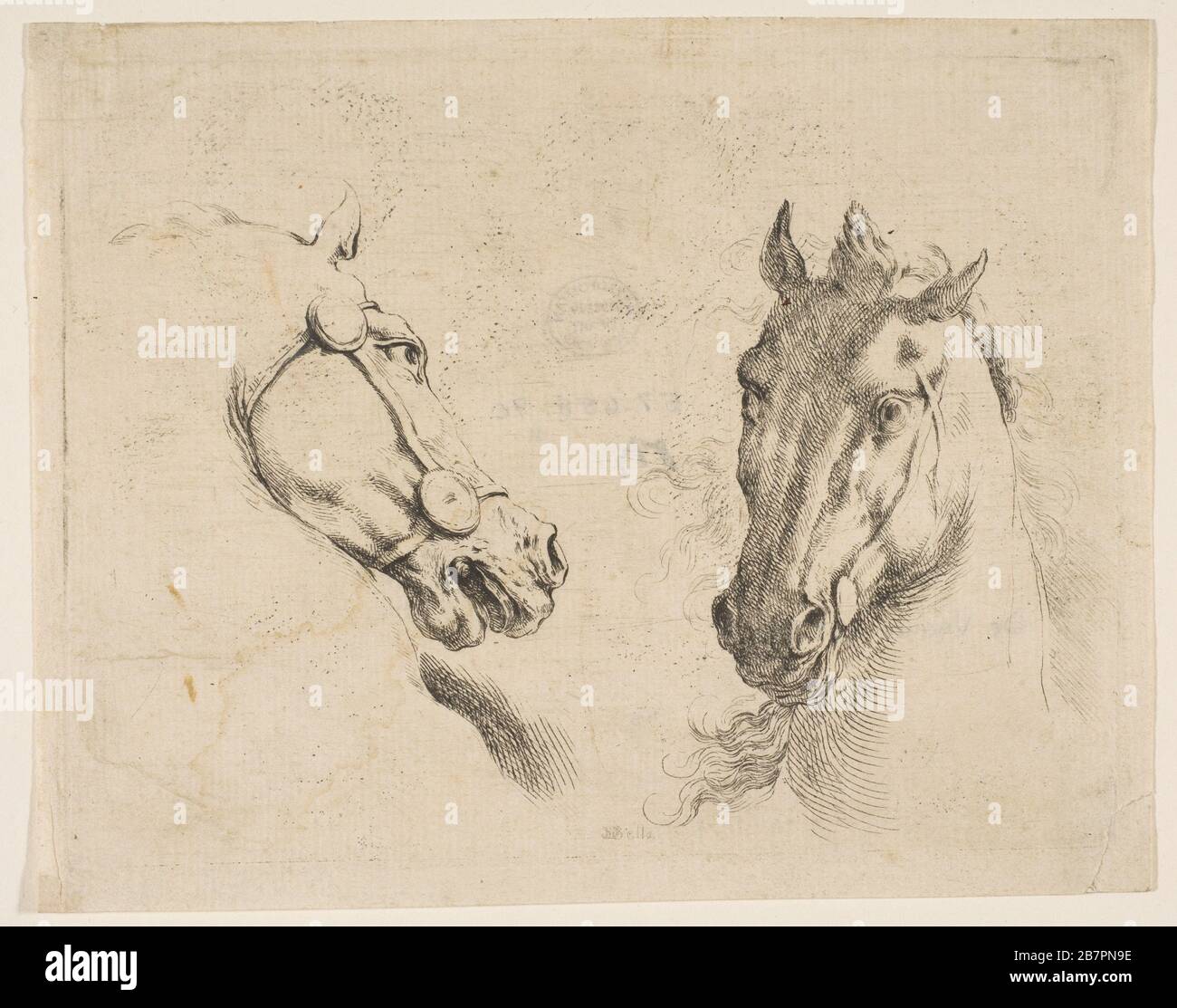 Horse heads hi-res stock photography and images - Alamy