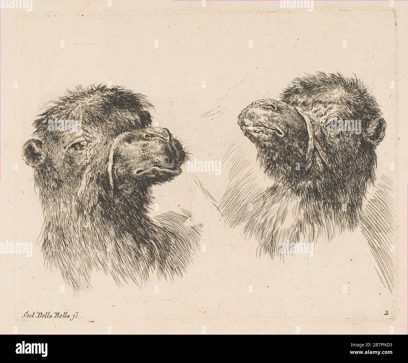 Two Camel Heads, ca. 1641 Stock Photo - Alamy