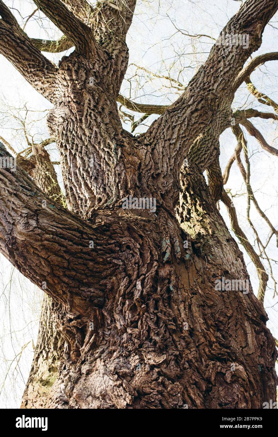 Beautiful old tree hi-res stock photography and images - Alamy