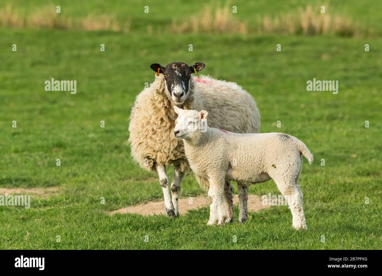 Swaledale mule ewe, a female sheep with well grown lamb in pasture ...