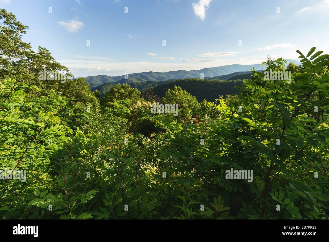 American chestnut tree hi-res stock photography and images - Alamy