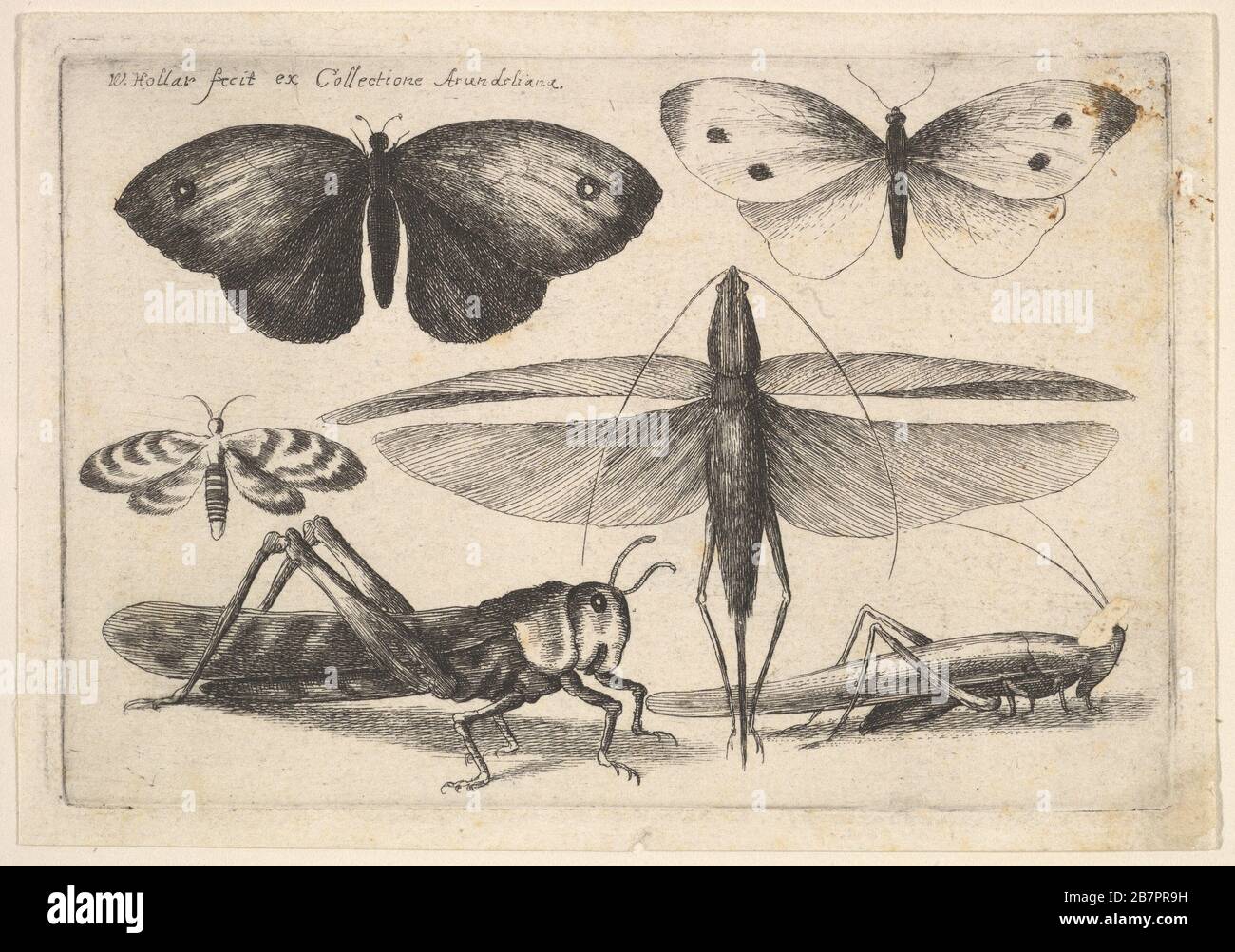 Six insects, 1646 Stock Photo - Alamy