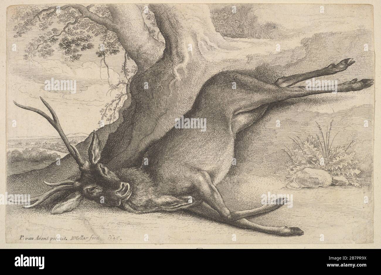 Dead stag, 1646 Stock Photo - Alamy