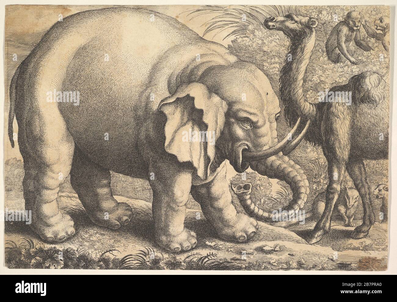 Elephant and Camel, 17th century Stock Photo - Alamy