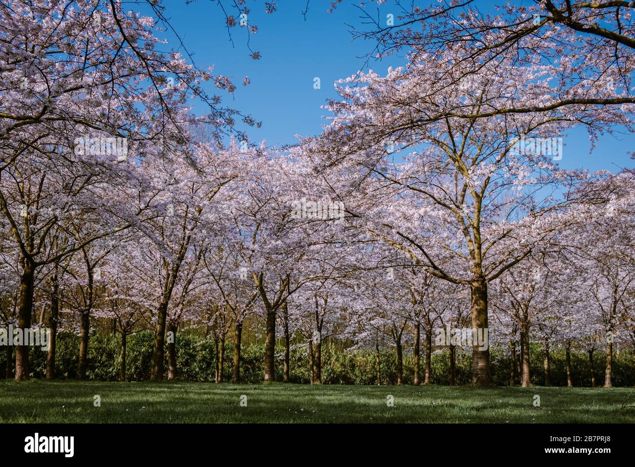 Kersenbloesempark translation flower park There are 400 cherry trees in ...
