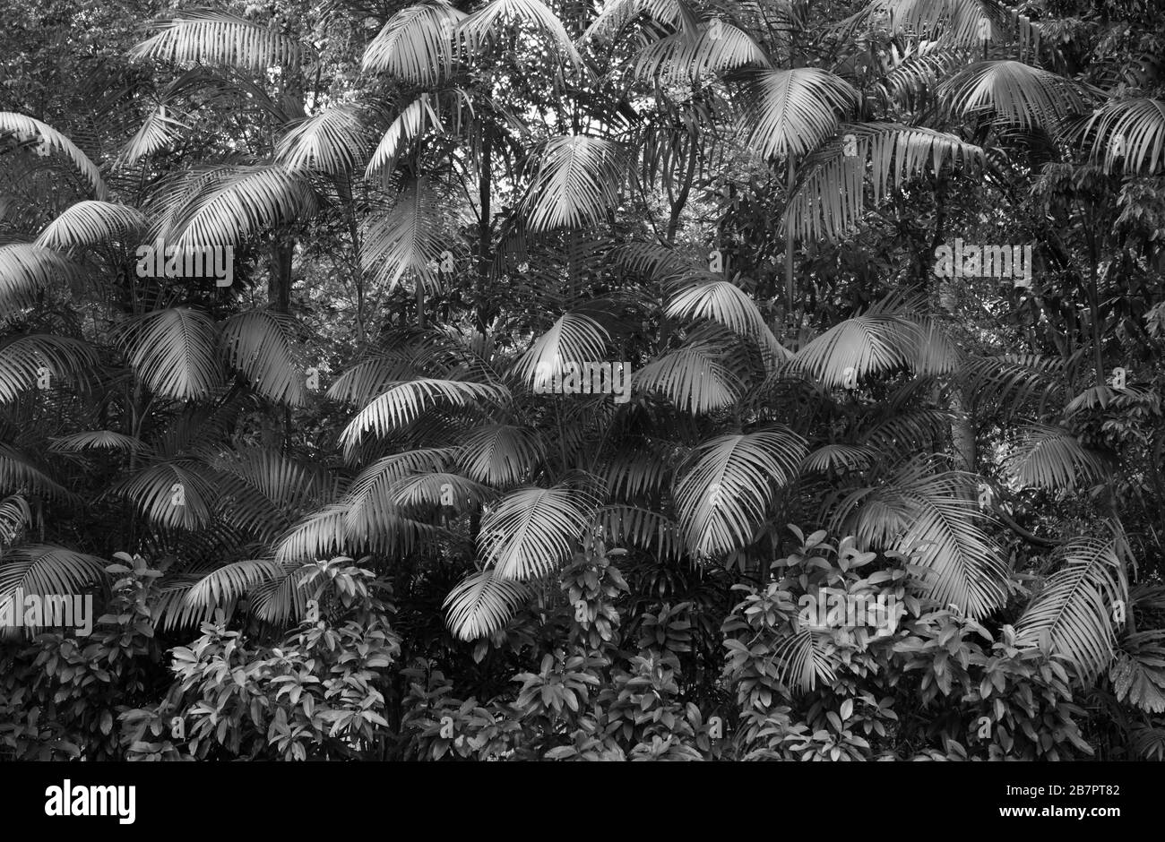 Shadow palm leaves Black and White Stock Photos & Images - Alamy