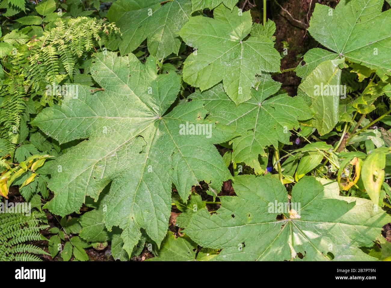 Devils club devils walking stick hi-res stock photography and images ...