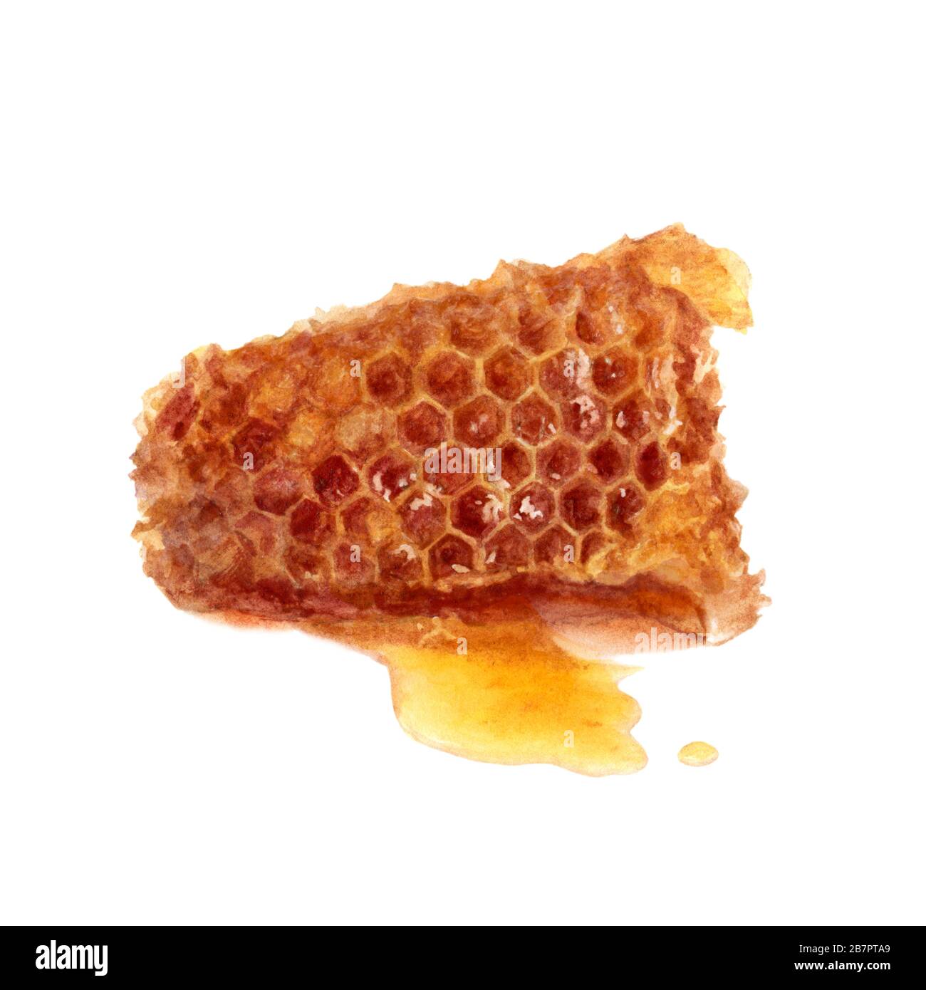 Honey comb watercolor isolated on white background Stock Photo - Alamy